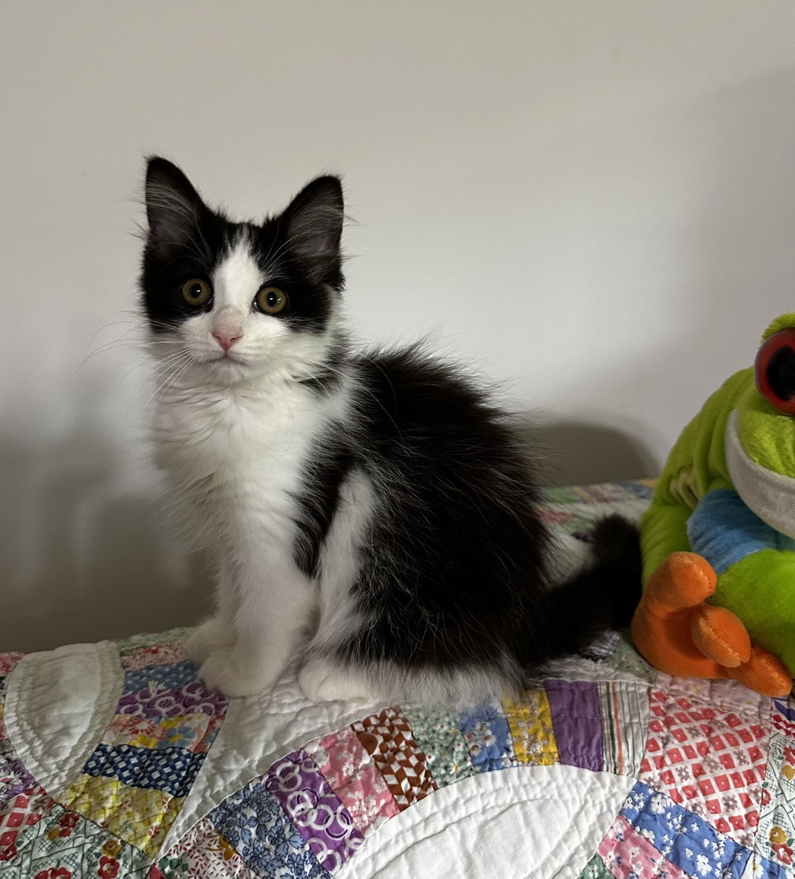 Adopt Pato Today - Pets TheCountyOffice