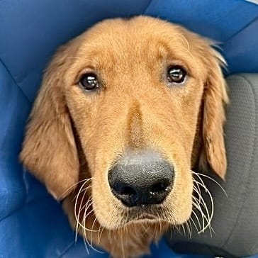 Adopt Hoosier #7319 Today - Pets TheCountyOffice