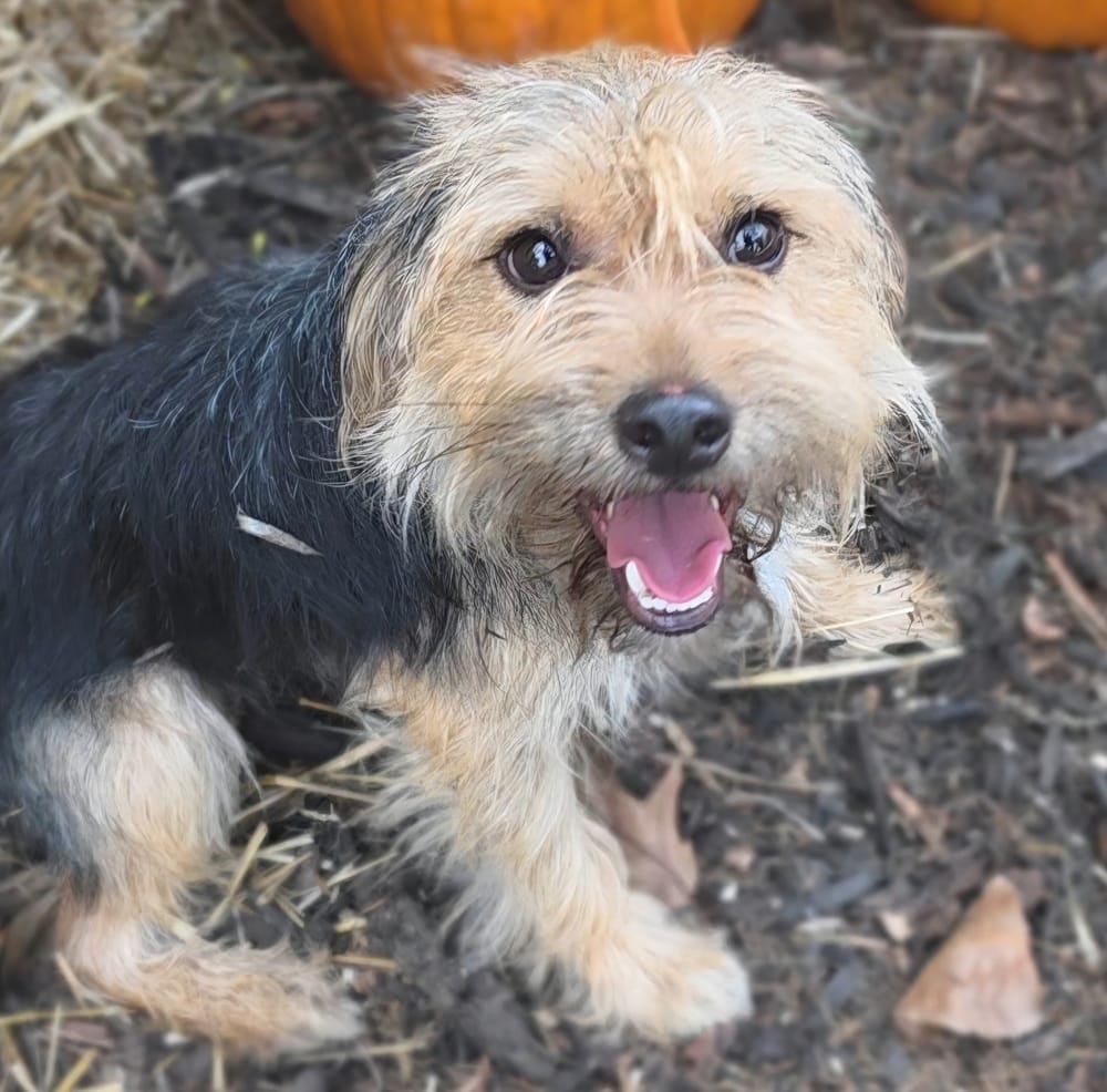 Adopt Wrigley Today - Pets TheCountyOffice