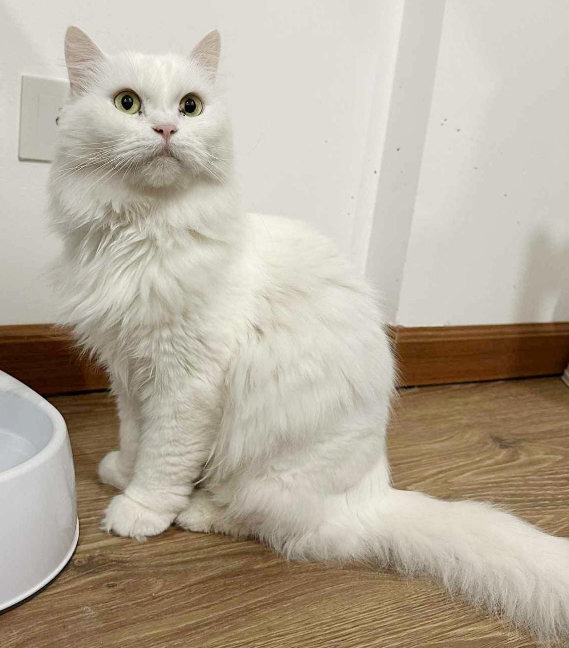 Adopt Fula is an ULTRA EXOTIC floof! Persian Angora WOW sweet! VIDEO ...