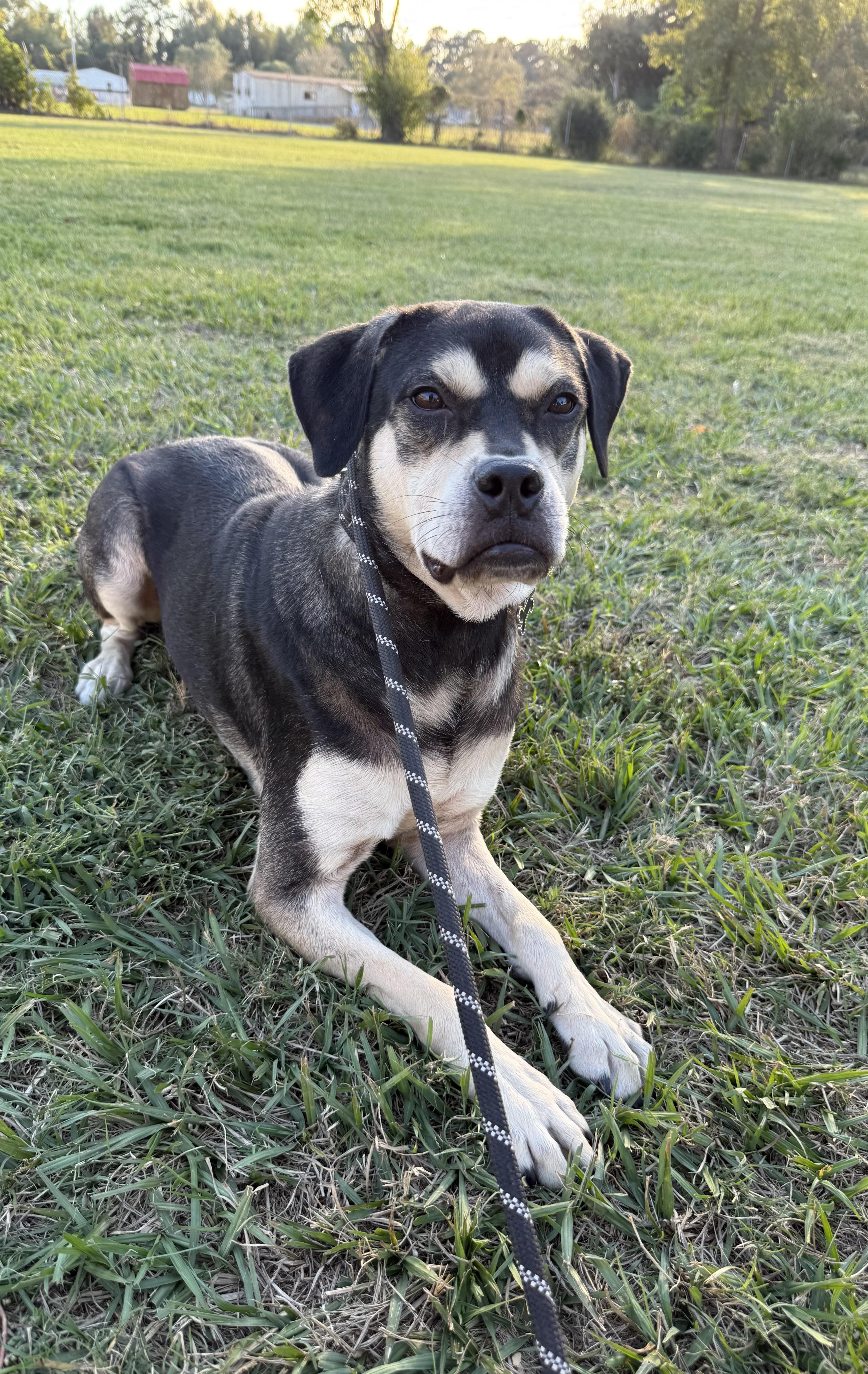 Adopt Pick me! I promise I’m the goodest good girl! Love, Jessie Today ...