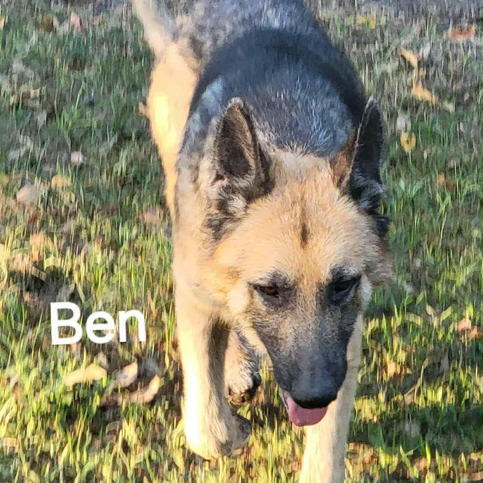 Adopt Ben Today - Pets TheCountyOffice