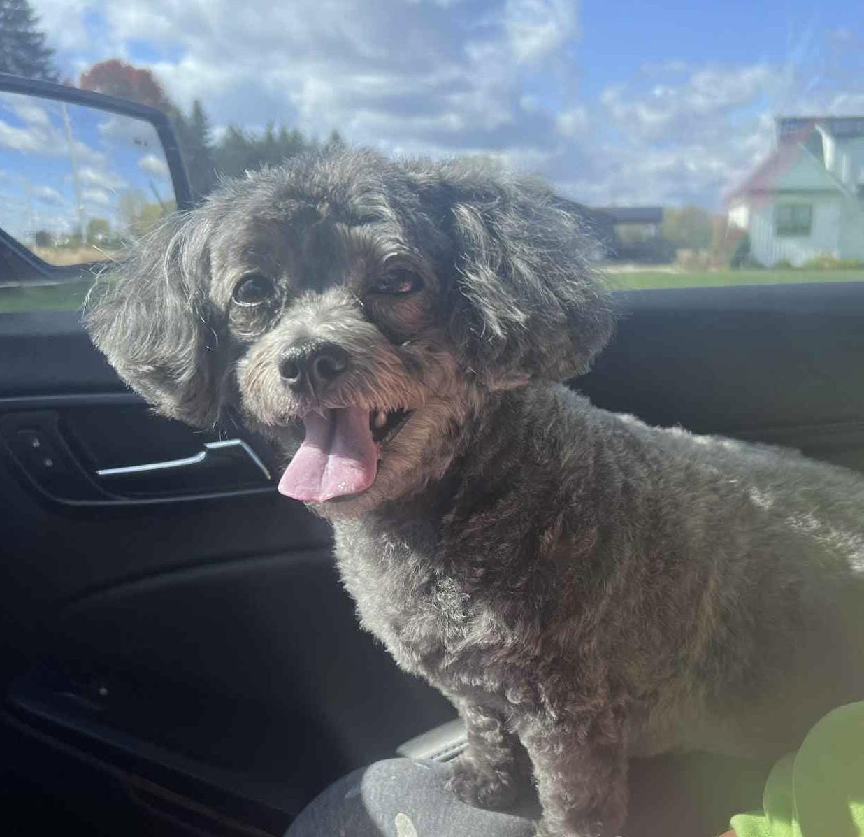 Adopt Tilly Today - Pets TheCountyOffice