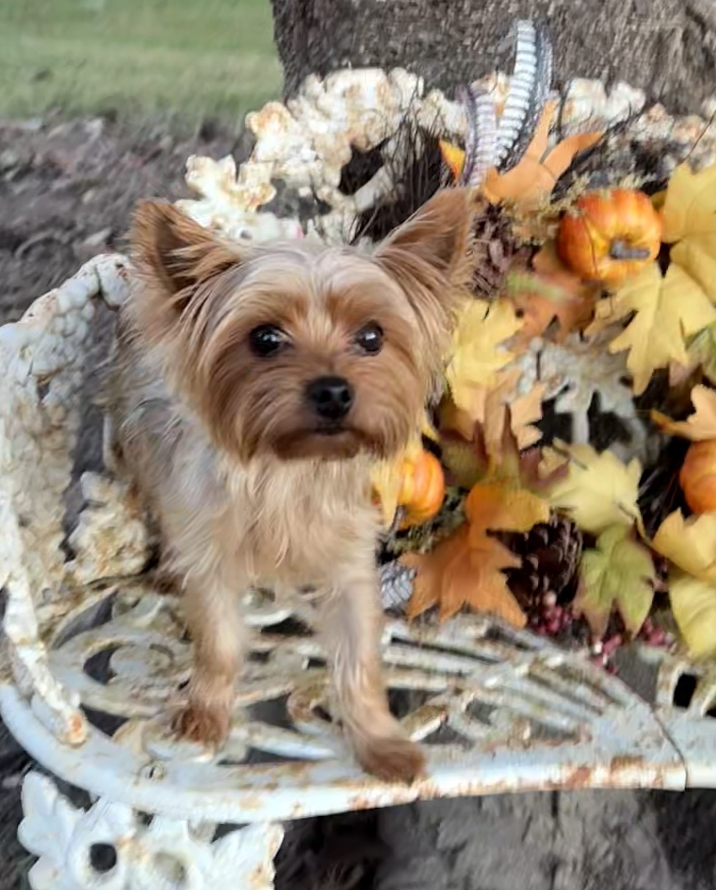 Adopt Daisy Mae Today - Pets TheCountyOffice