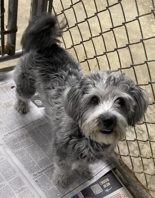 Adopt Koda Today - Pets TheCountyOffice