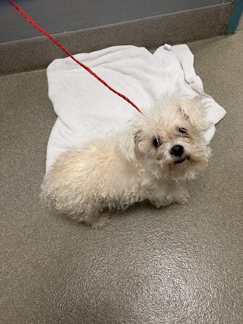 Adopt SABRINA Today - Pets TheCountyOffice