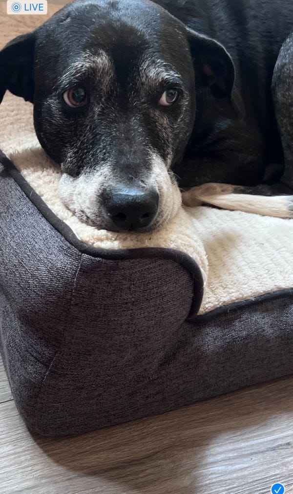Adopt Mabel Today - Pets TheCountyOffice