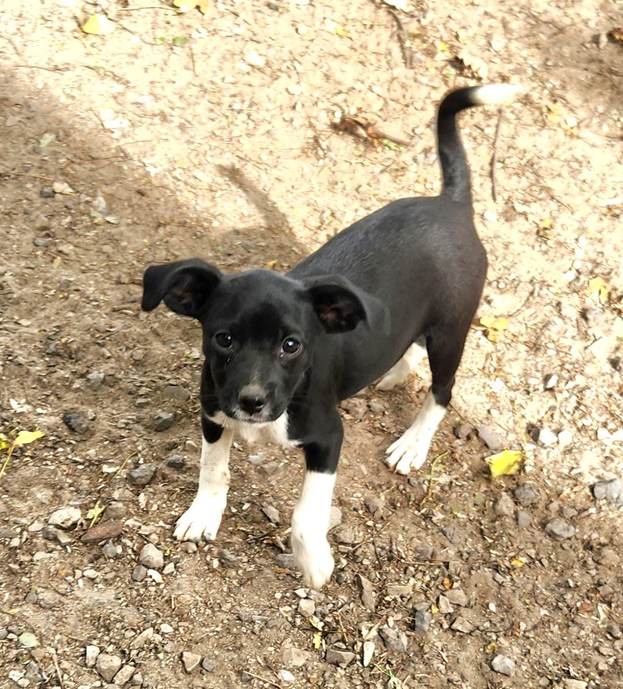 Adopt Hugo Today - Pets TheCountyOffice