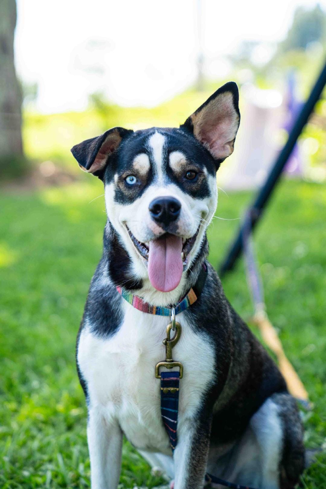 Adopt Axel Today - Pets TheCountyOffice