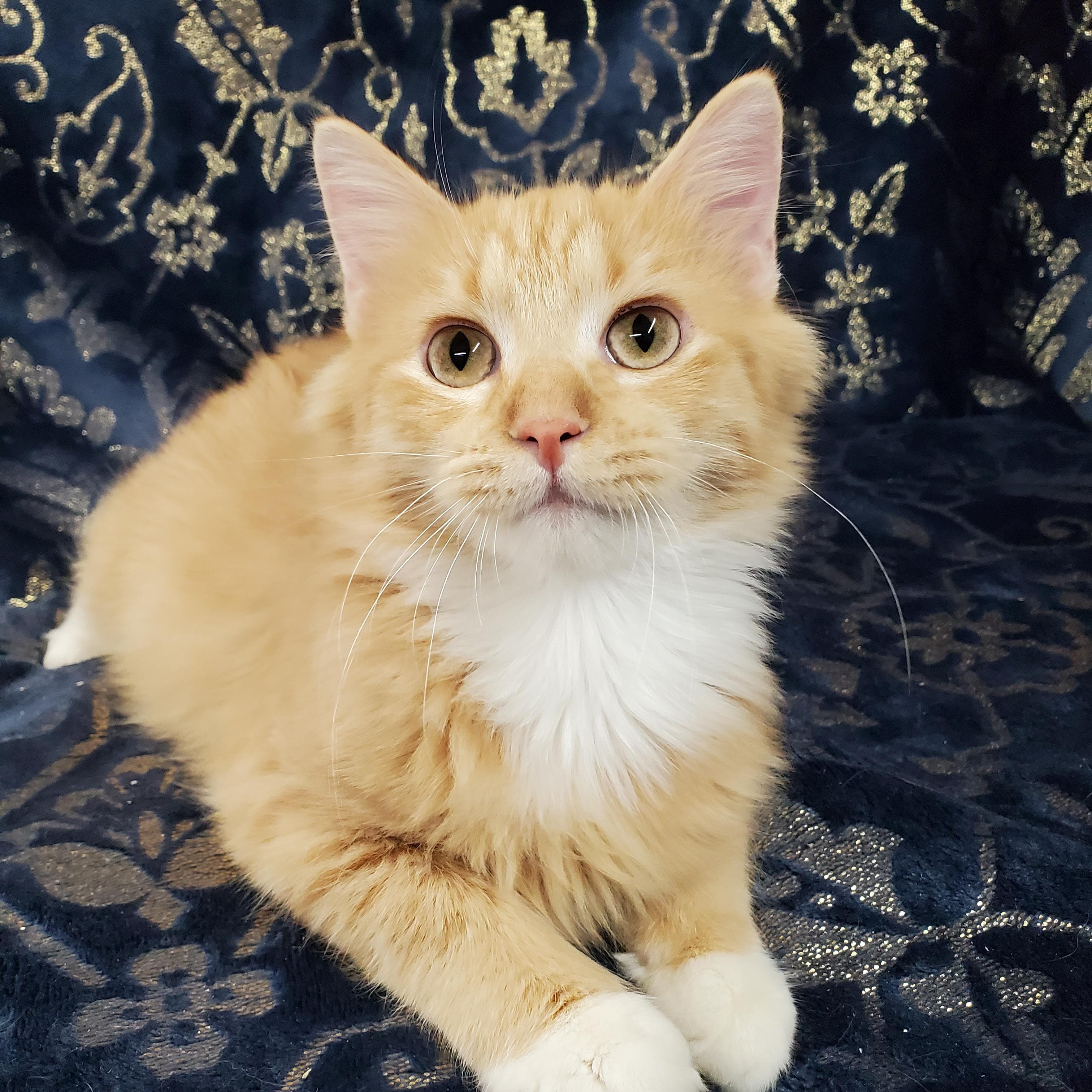 Humane Society Near Me - Find Paw Pal