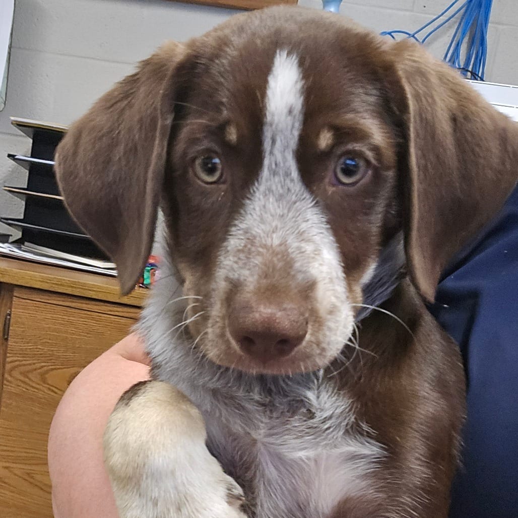 Adopt Lilith Today - Pets TheCountyOffice