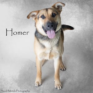 Adopt Homer Today - Pets TheCountyOffice