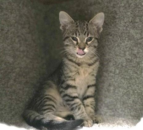 Humane Society Near Me - Find Paw Pal