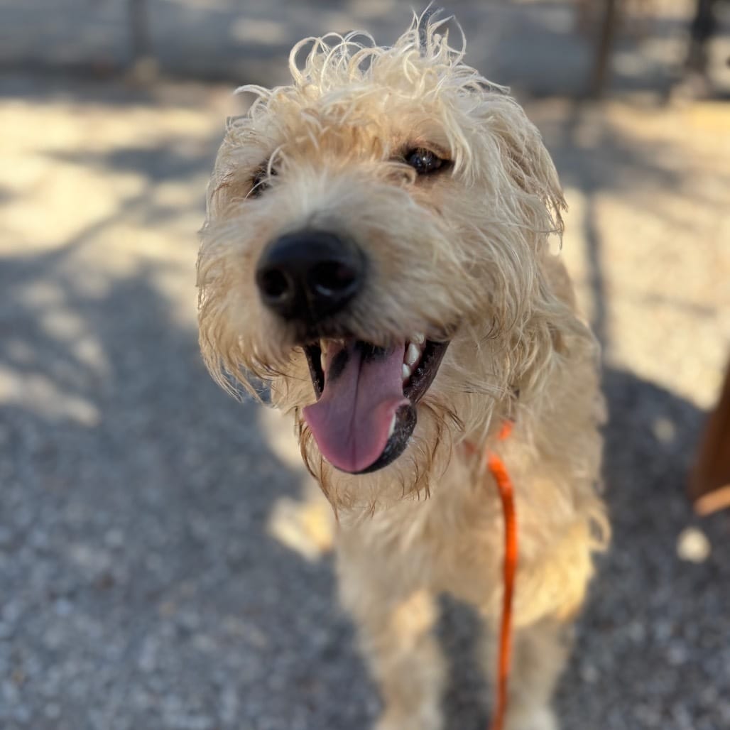 Adopt Boba Today - Pets TheCountyOffice