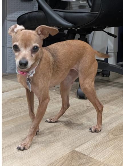 Adopt Pixie Today - Pets TheCountyOffice