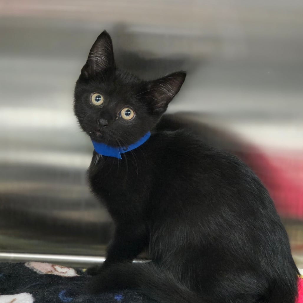 Adopt Igor Today - Pets TheCountyOffice