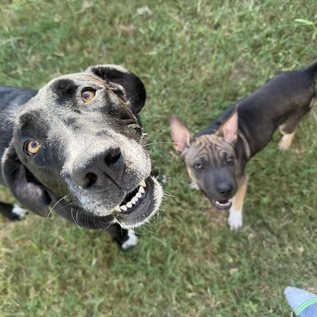 Humane Society Near Me - Find Paw Pal