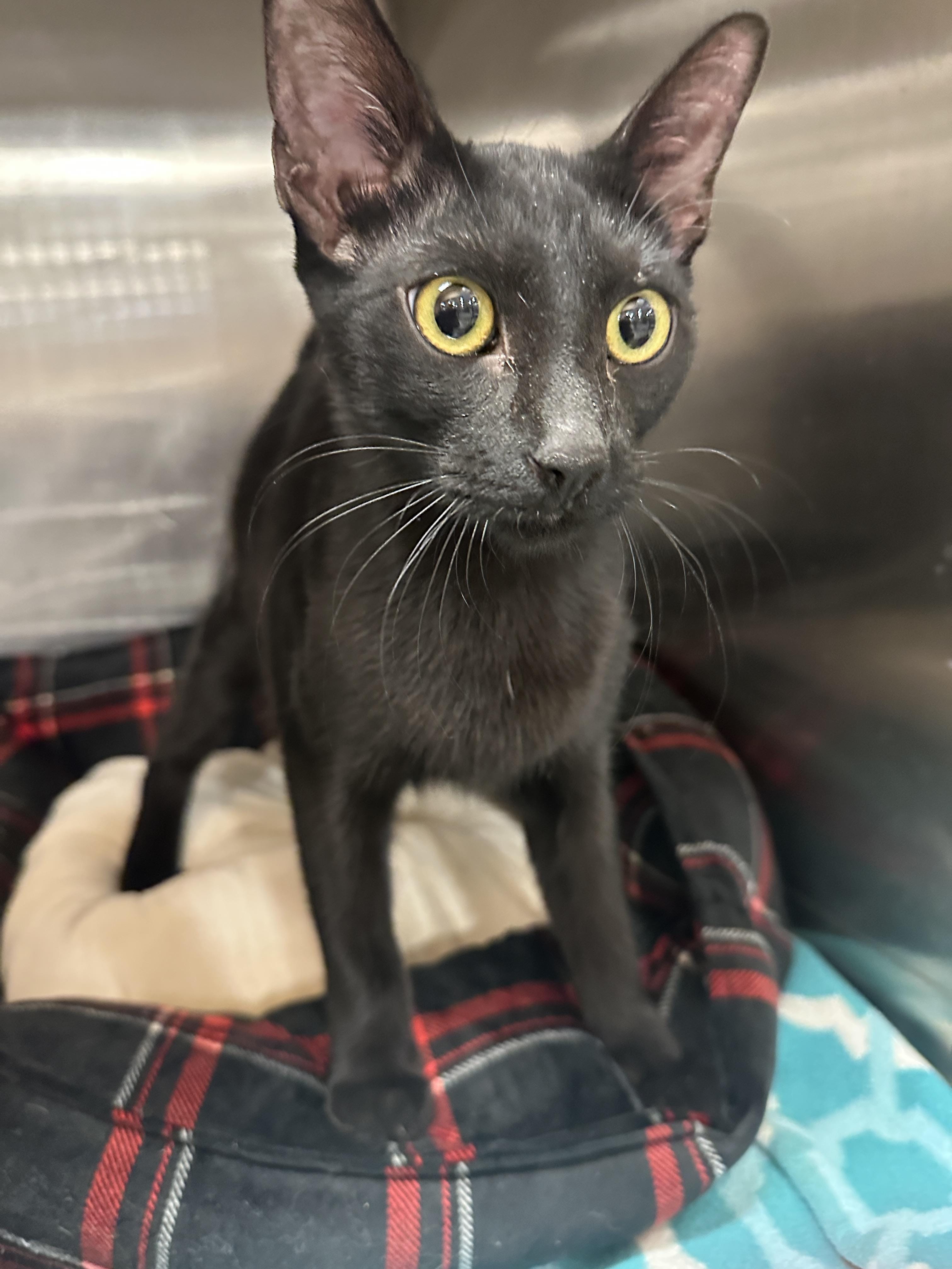 Humane Society Near Me - Find Paw Pal
