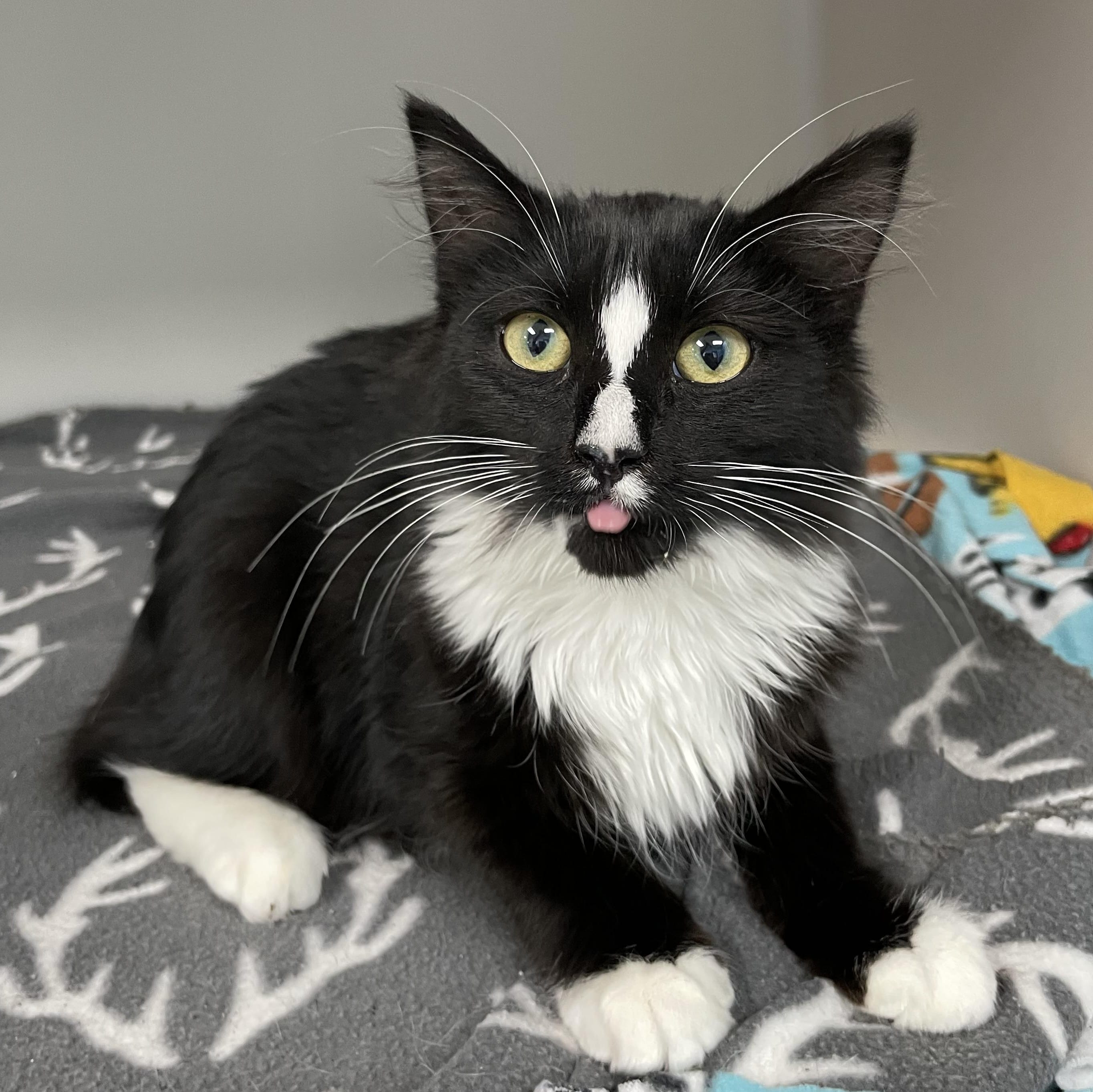 Adopt Sweet Pea Today - Pets TheCountyOffice