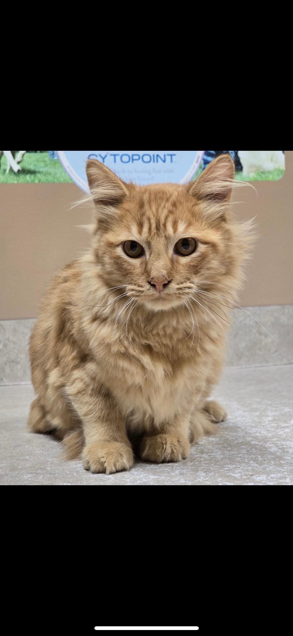 Adopt Mango Today - Find Paw Pal