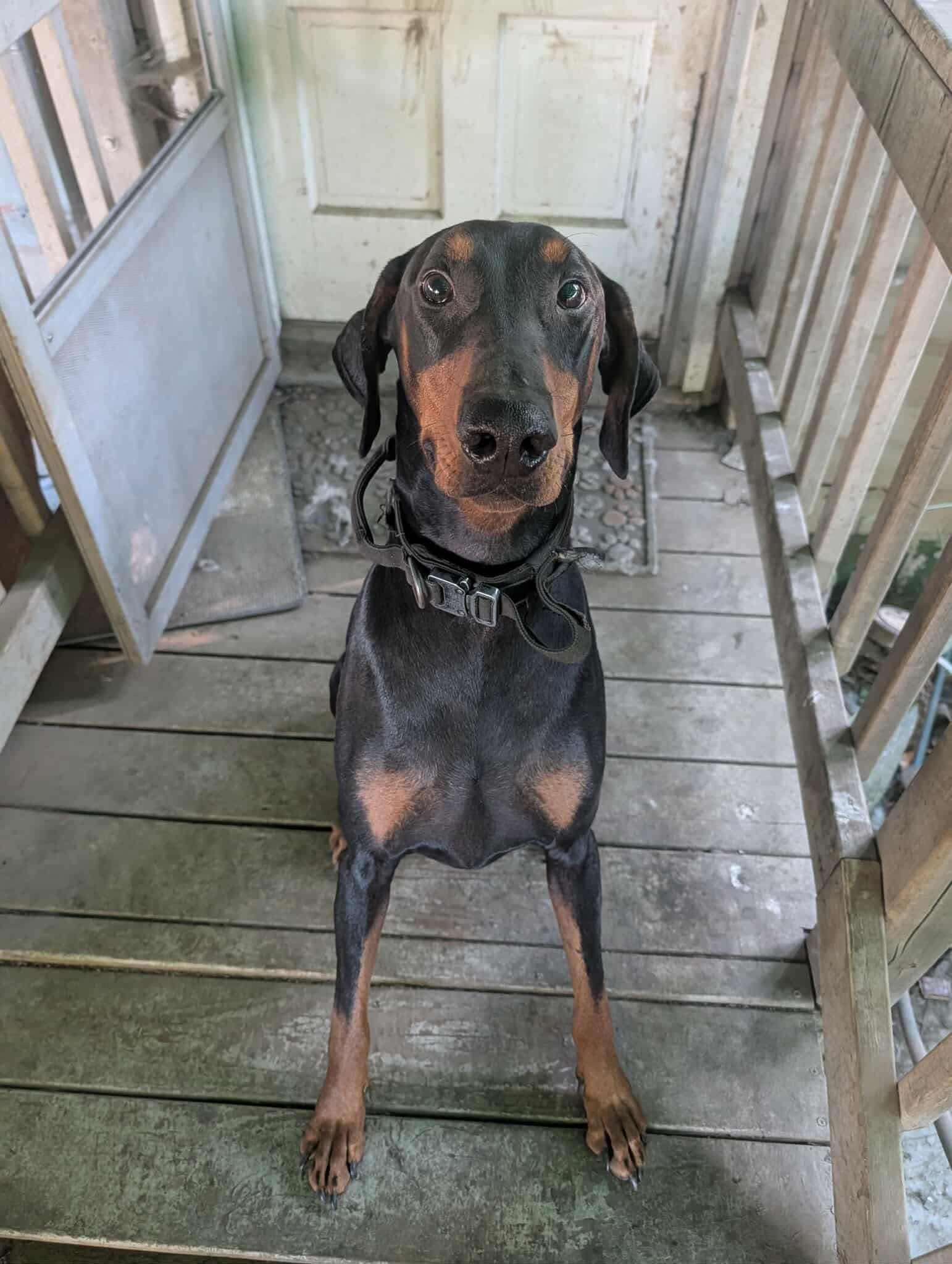 Adopt the Ideal Dog Near You - Find Paw Pal