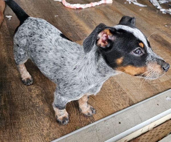 Adopt Bindi Today - Find Paw Pal