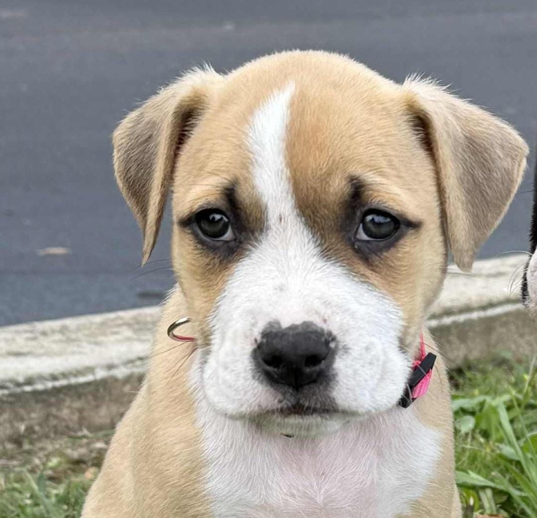 Adopt Machree Today - Find Paw Pal