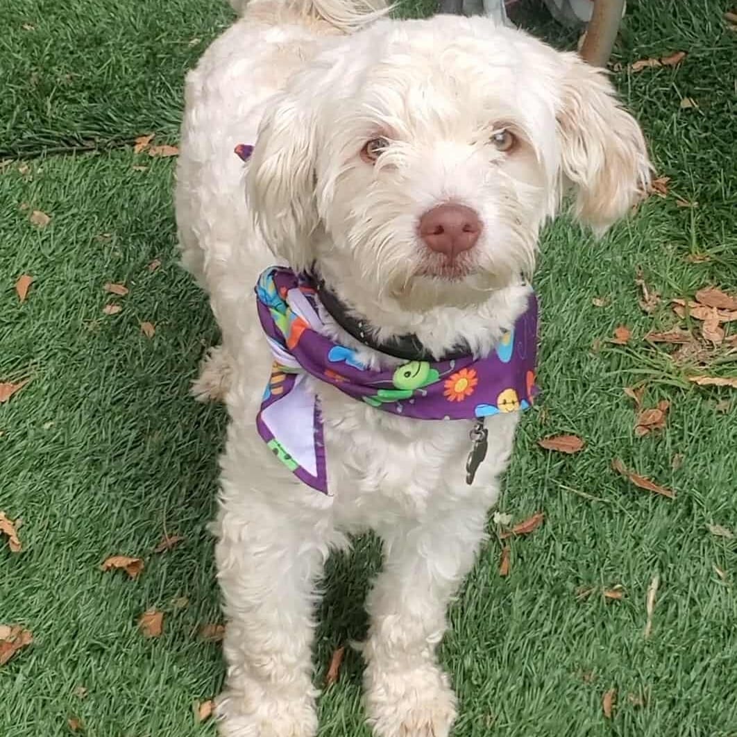Adopt Bert Today - Find Paw Pal