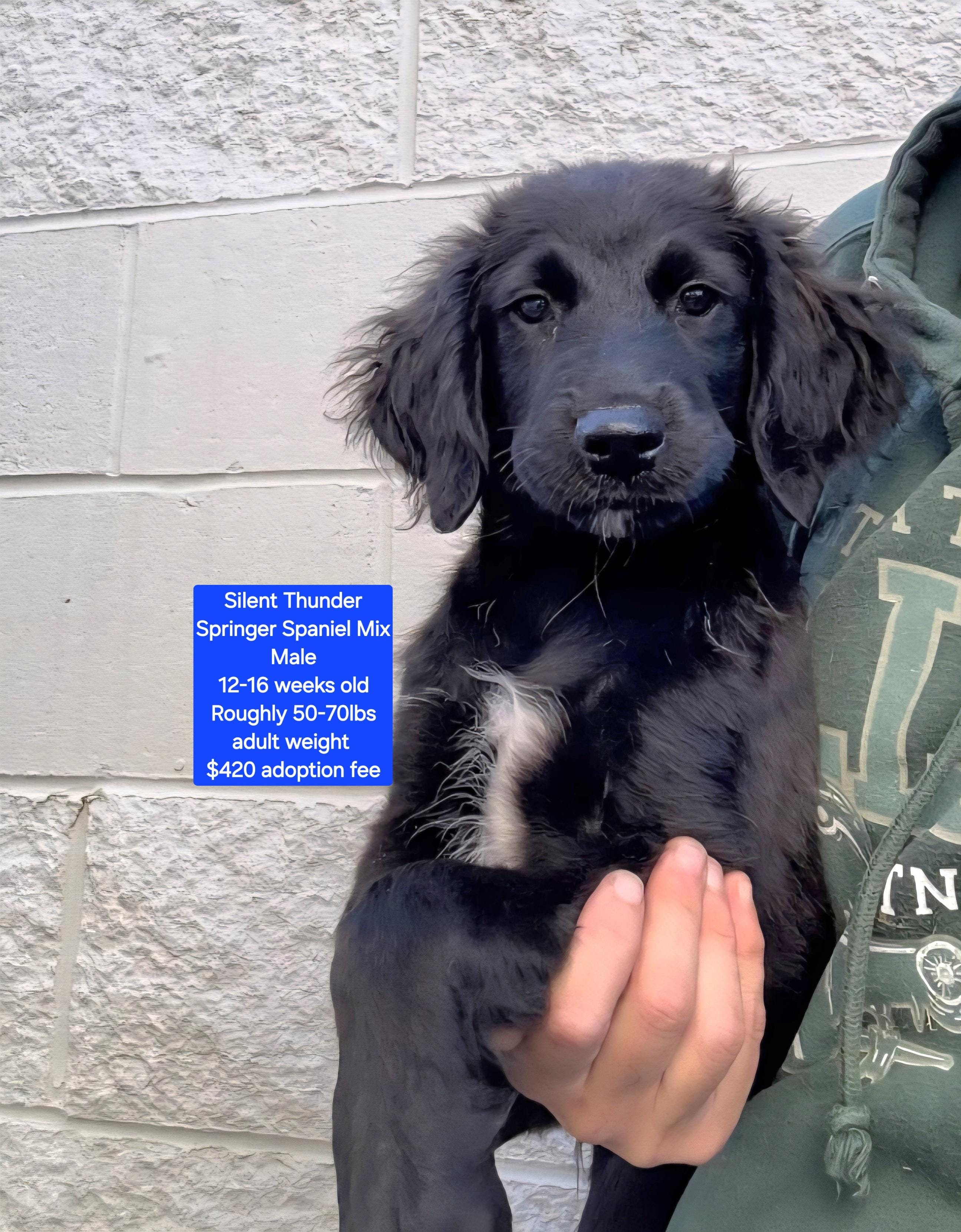 Adopt Silent Thunder Today - Find Paw Pal