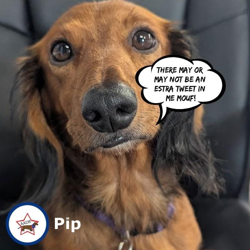 Adopt Pip in NC Today - Pets TheCountyOffice