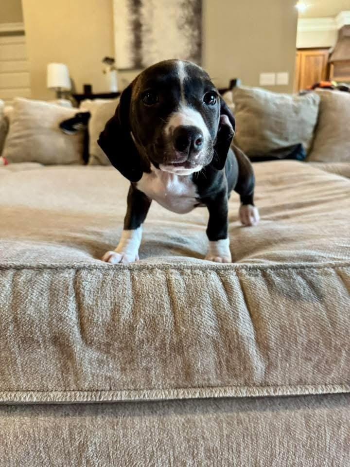 Adopt Hazel Today - Find Paw Pal