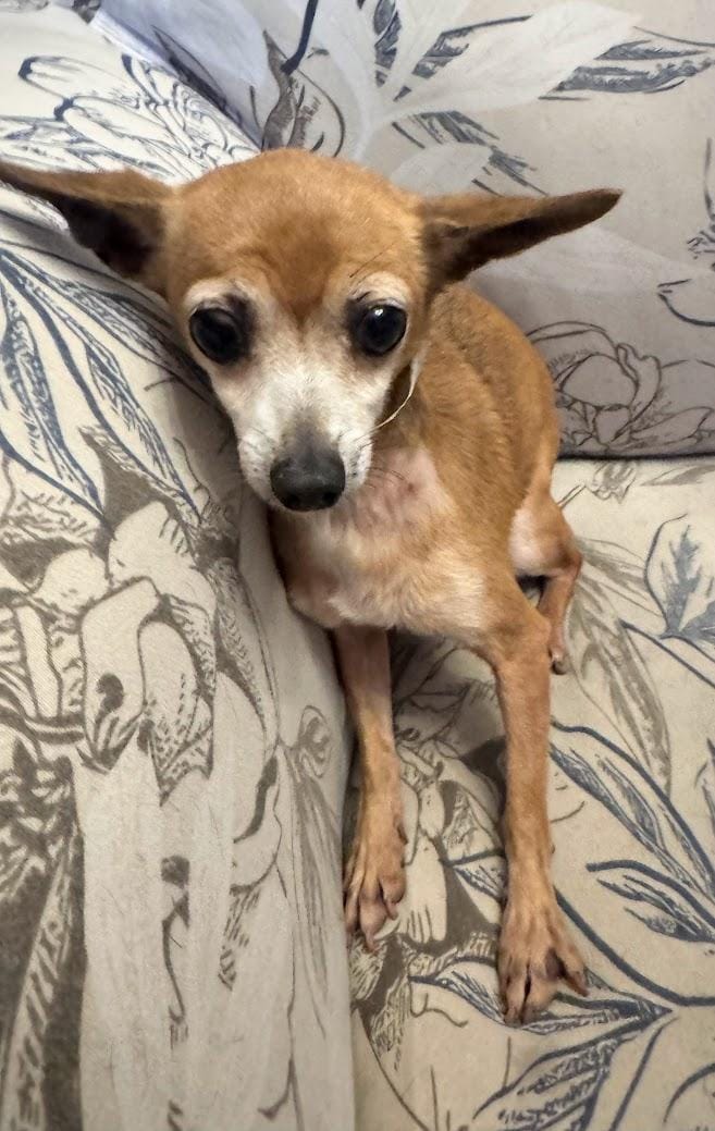 Adopt MAPLE Today - Pets TheCountyOffice