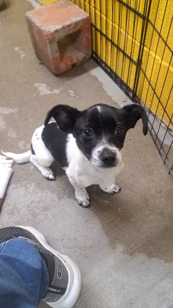 Adopt Tons Today - Pets TheCountyOffice