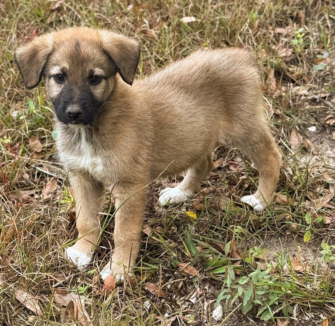 Adopt CHEROKEE Today - Find Paw Pal