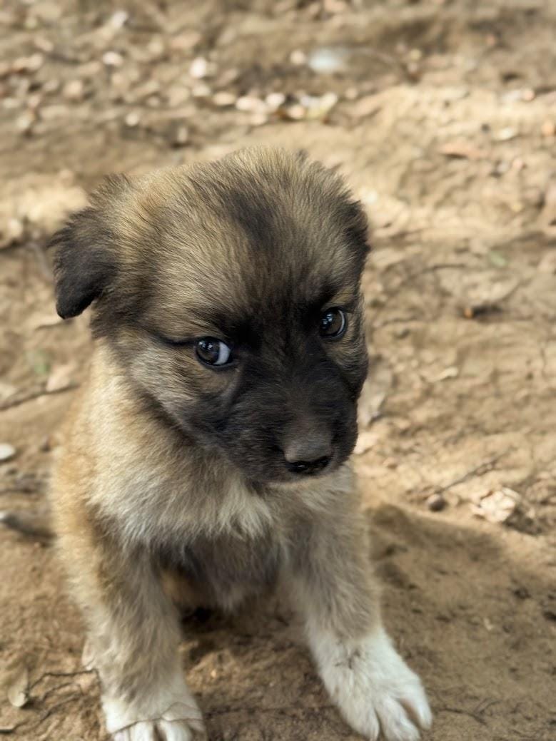 Adopt CROW Today - Pets TheCountyOffice