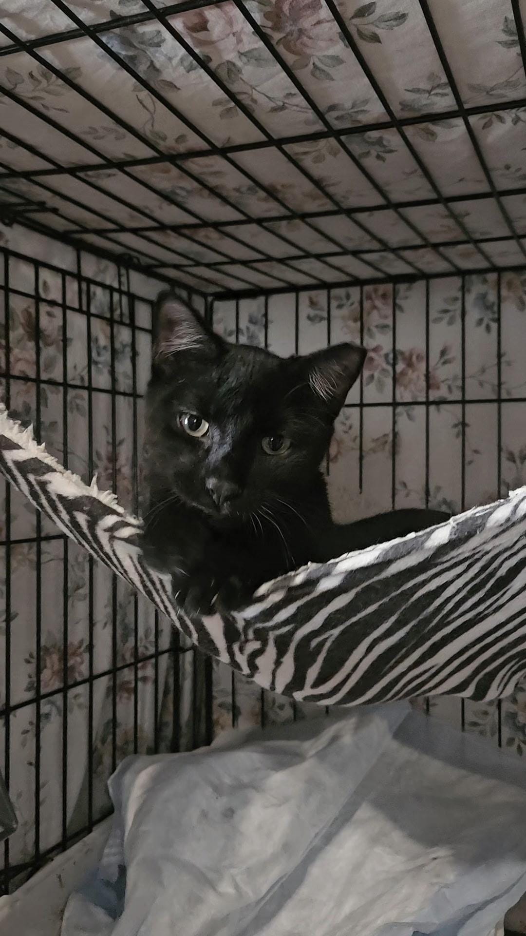 Adopt BIRDIE & BINGO - brother sister duo Today - Find Paw Pal