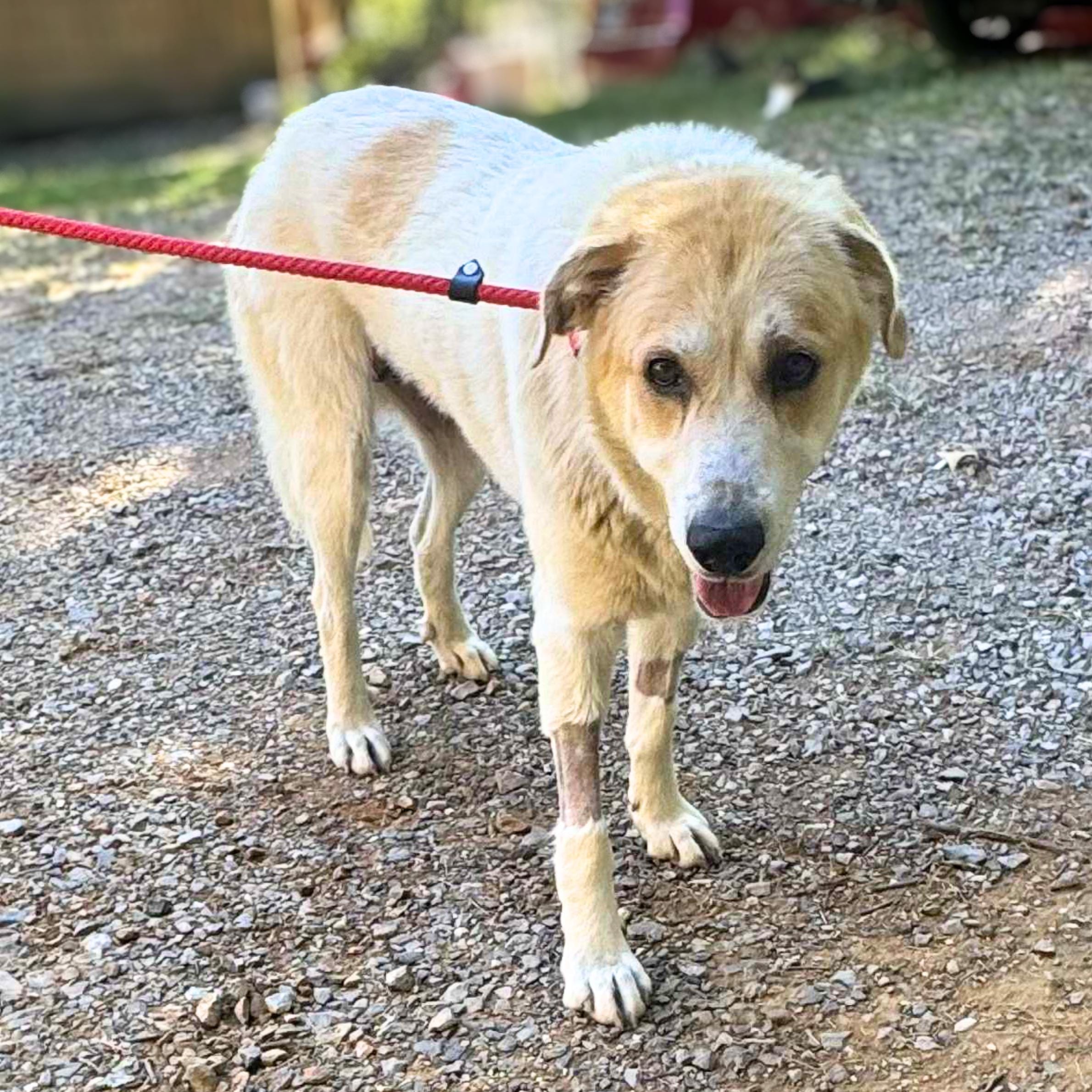 Adopt The Shining Today - Find Paw Pal