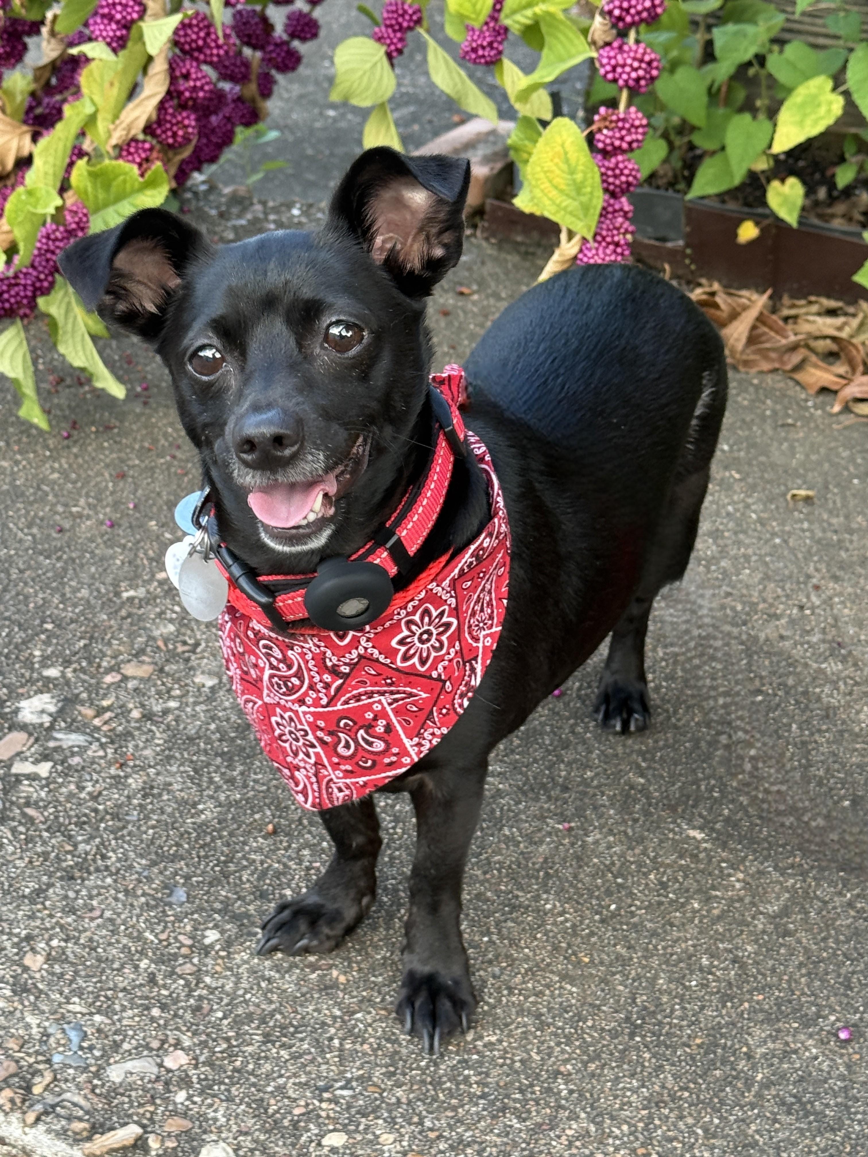 Adopt Pippi Today - Find Paw Pal