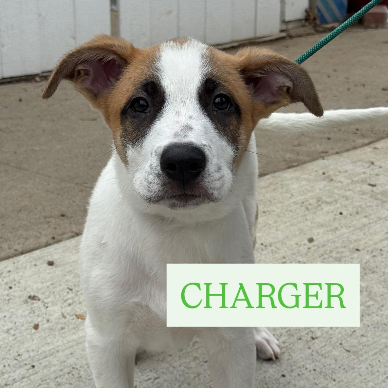 Adopt Charger Today - Find Paw Pal
