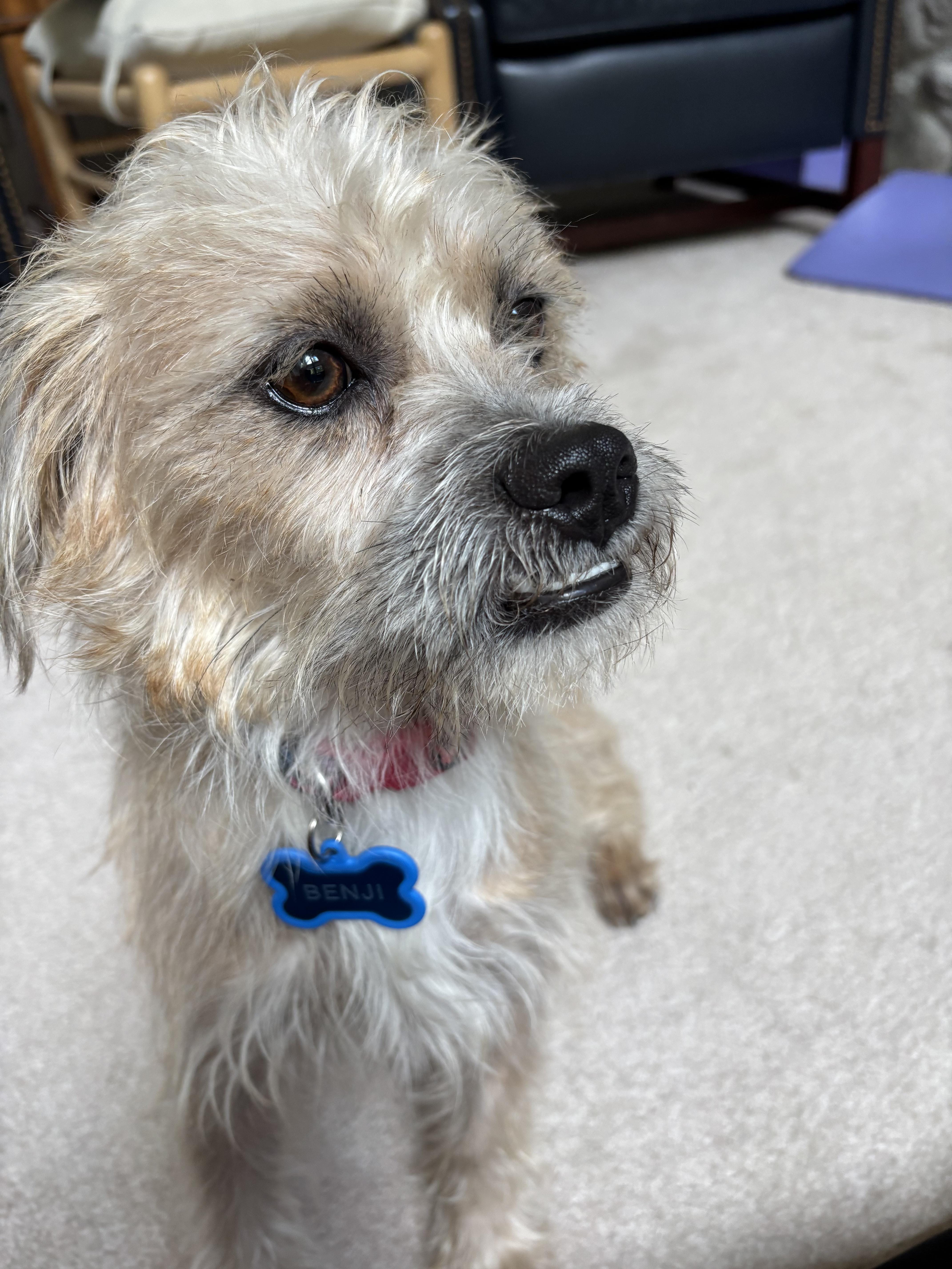 Adopt Benji Today - Find Paw Pal