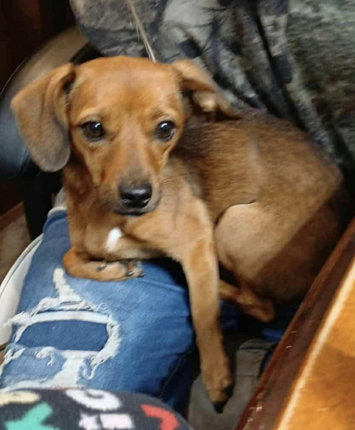 Adopt Pippi Today - Find Paw Pal