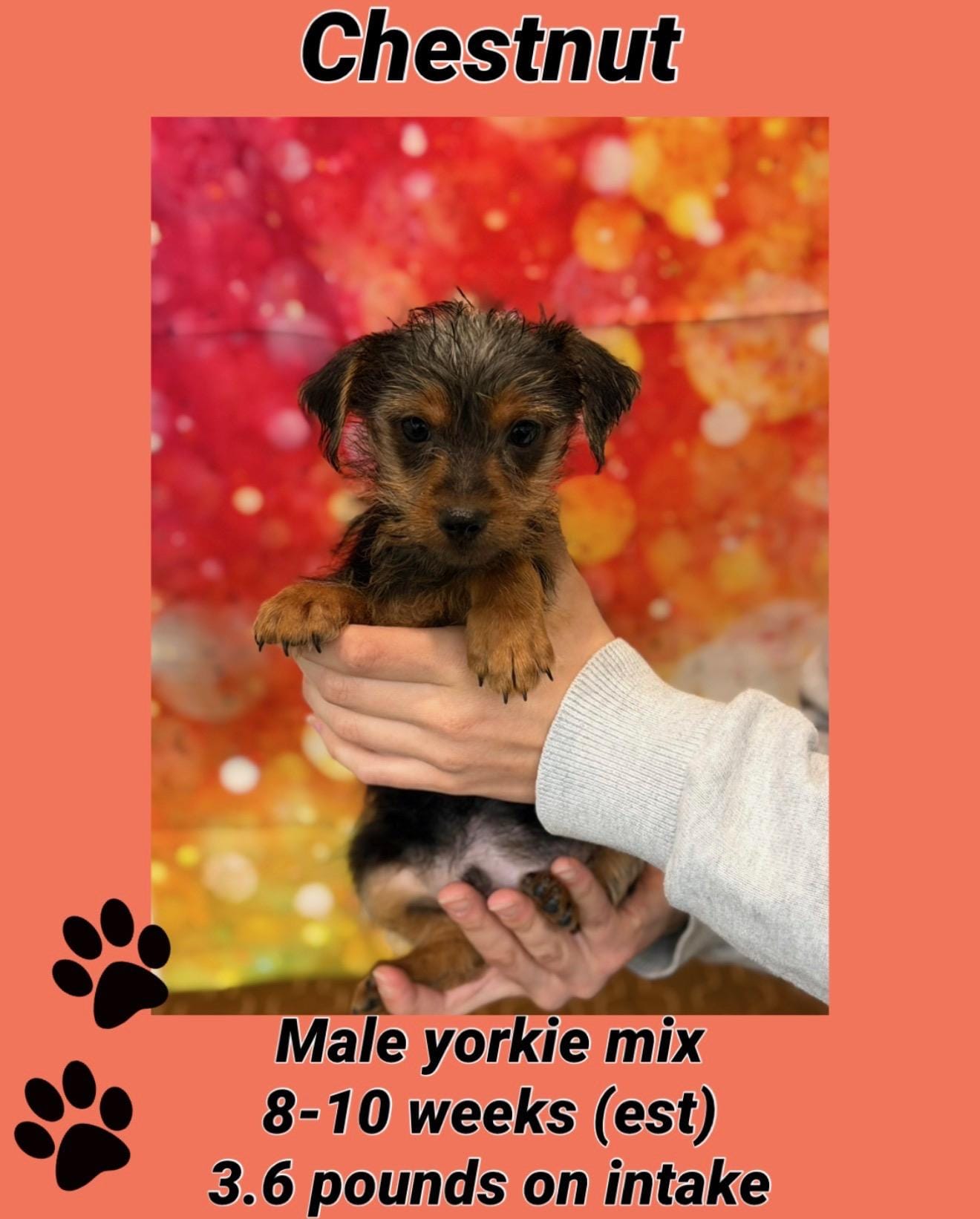Adopt Chestnut Today - Pets TheCountyOffice