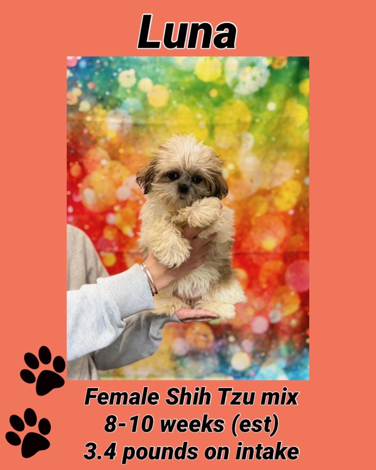 Adopt Luna Today - Find Paw Pal