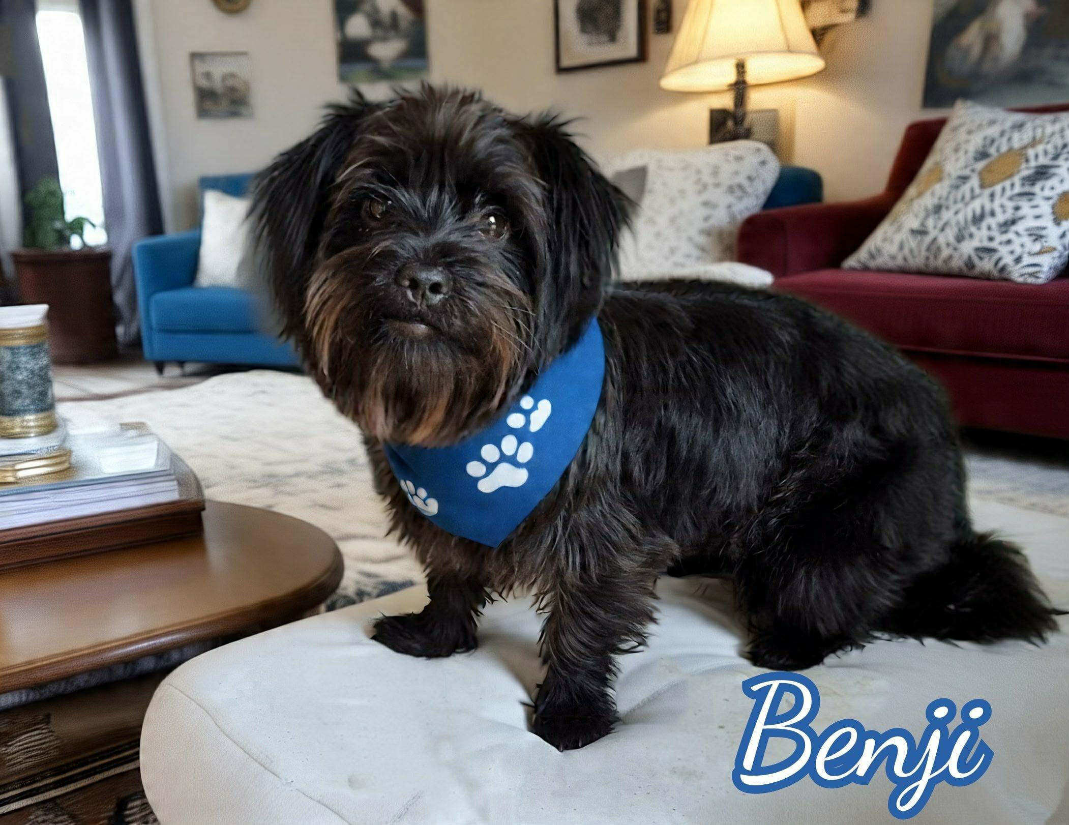 Adopt Benji Today - Pets TheCountyOffice