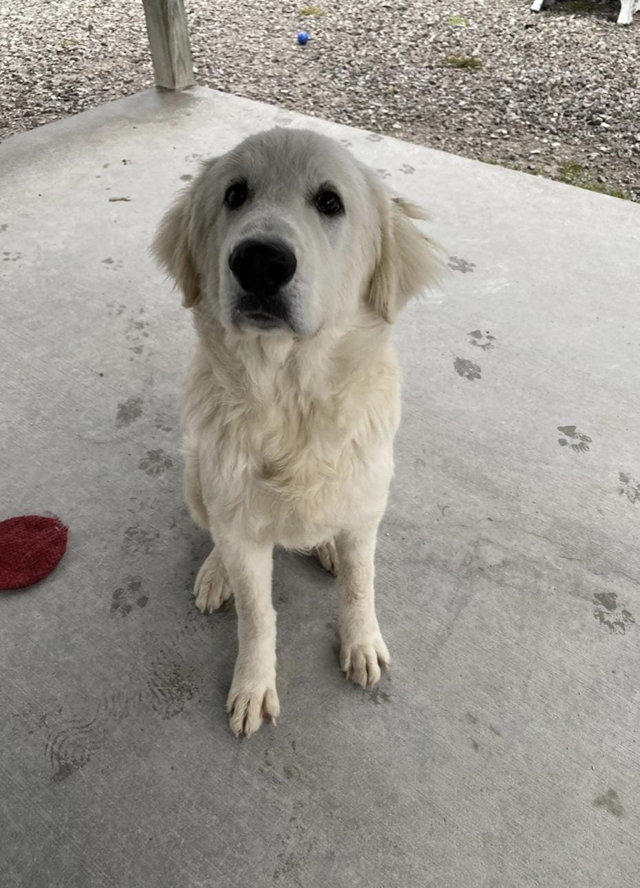 Adopt Barney (the whopper) Today - Find Paw Pal