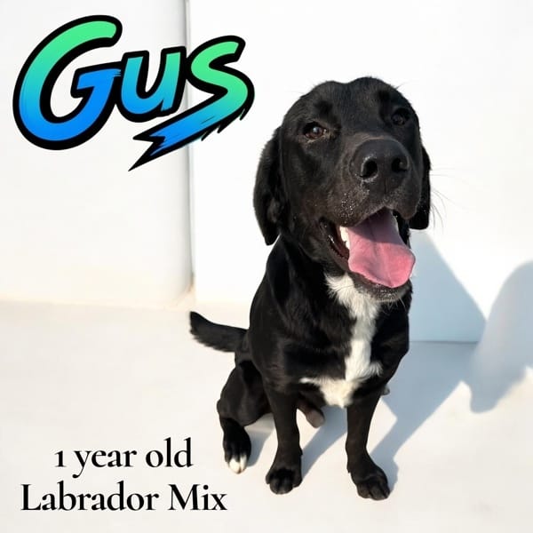 Adopt Gus Today - Pets TheCountyOffice
