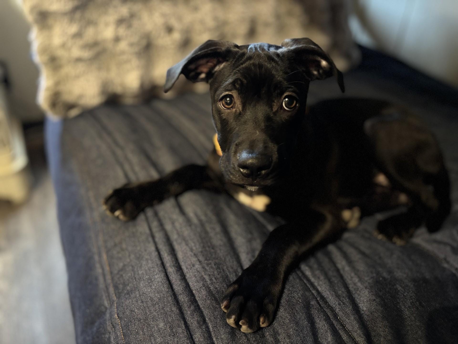 Adopt Rook Today - Pets TheCountyOffice