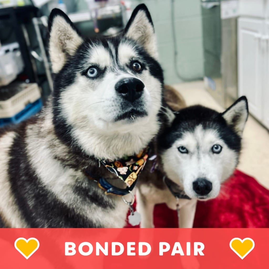 Adopt Lobo & Lyra Today - Pets TheCountyOffice