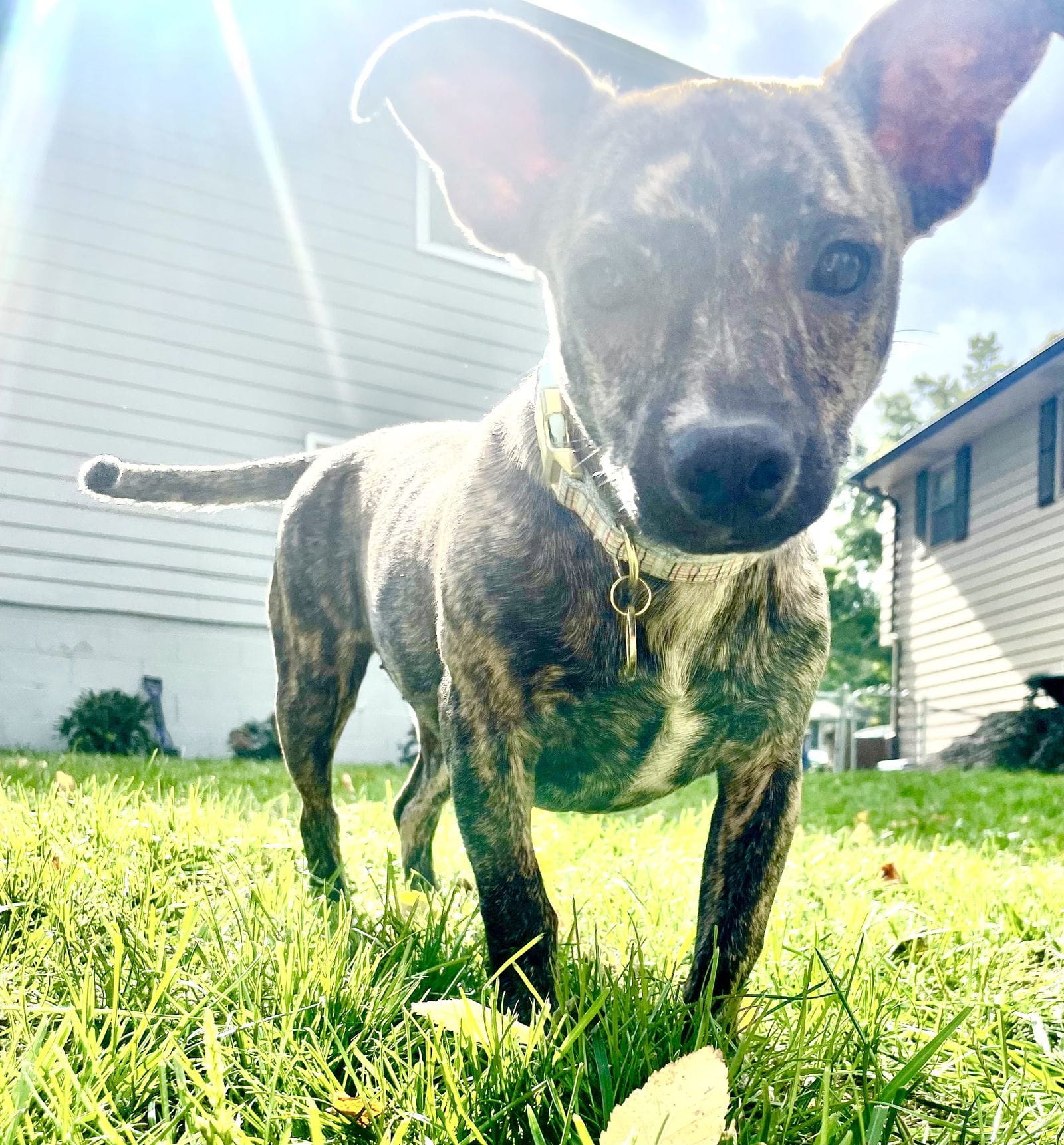 Adopt Millie Today - Find Paw Pal