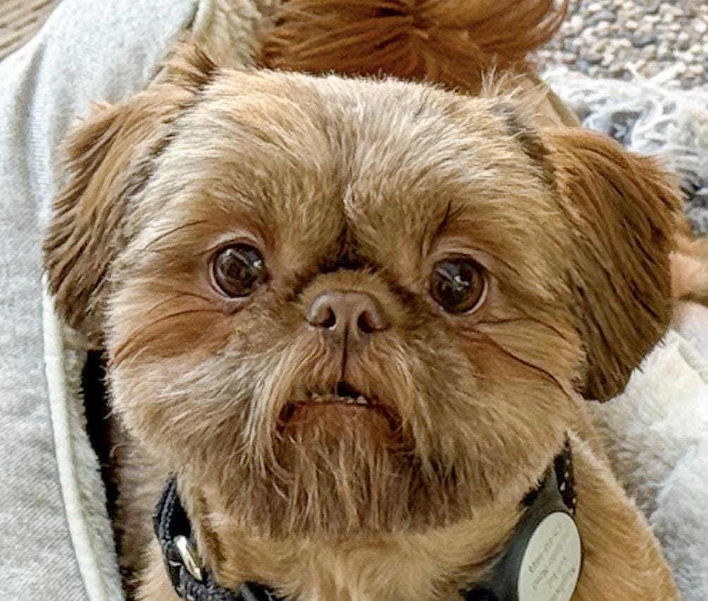 Adopt Mocha Today - Pets TheCountyOffice